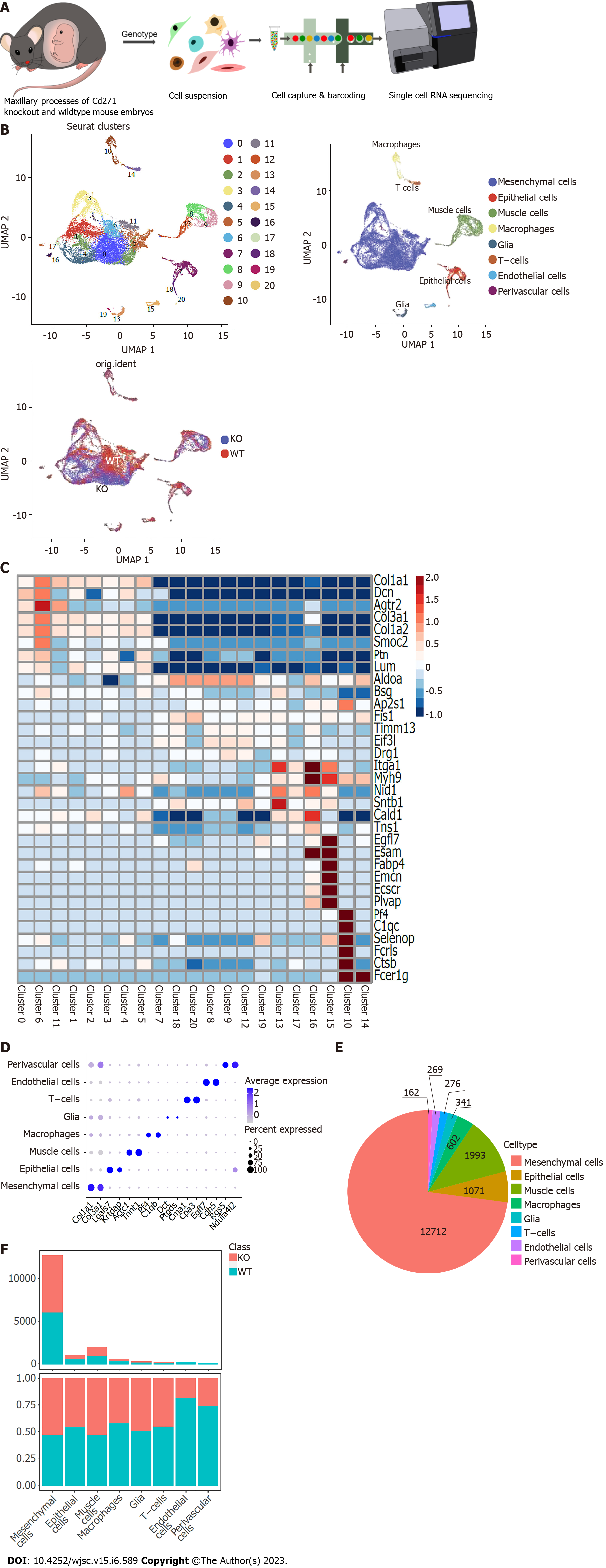 Single cell RNA sequencing reveals mesenchymal heterogeneity and ...