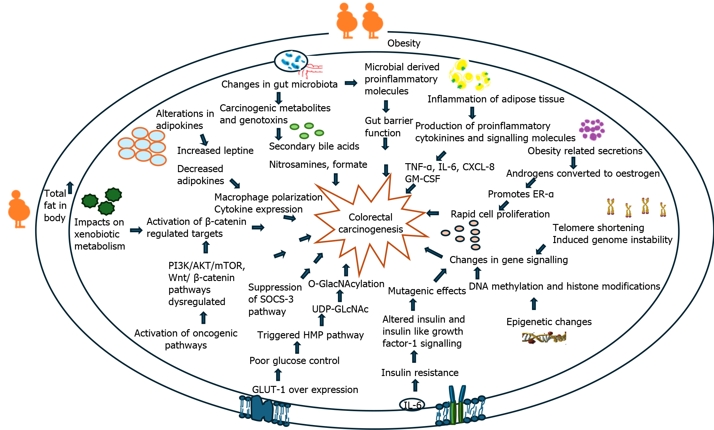 Obesity and colorectal cancer risk: A systematic review and meta-analysis