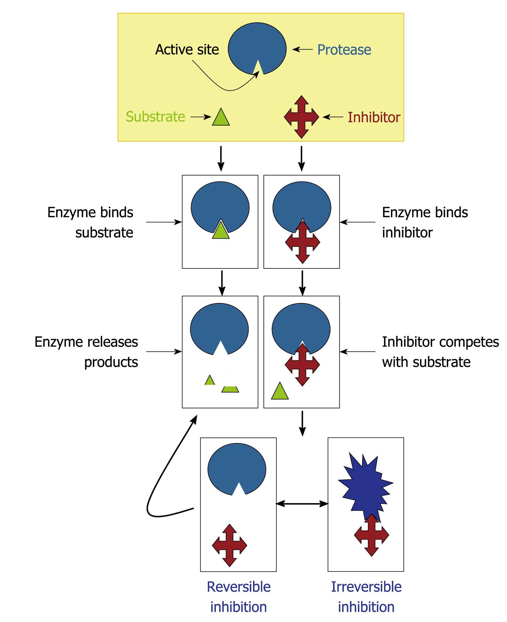 Pancreatic Protease Inhibitor Serine Proteases Mediate Inflammatory Pancreatic Protease Inhibitor Serine Proteases Mediate Inflammatory
