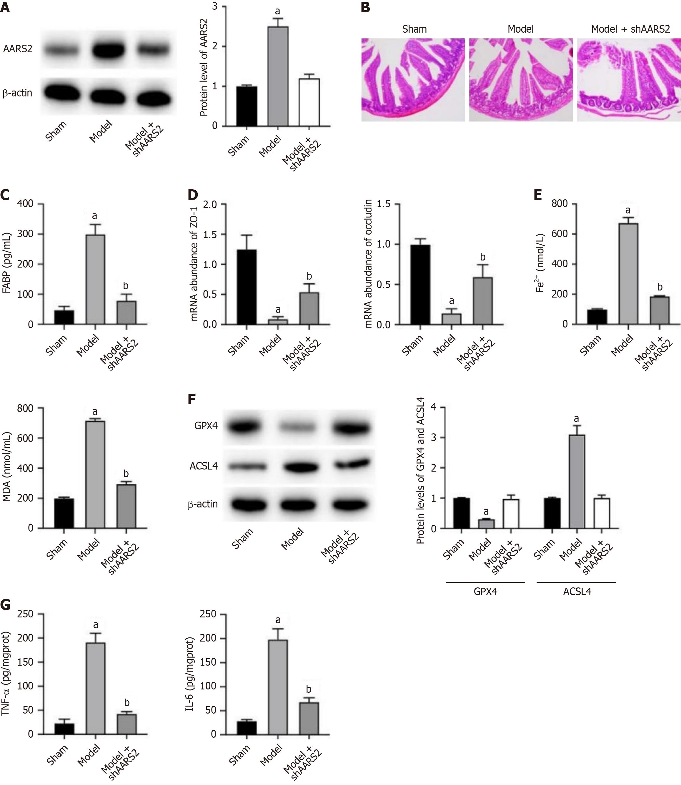 Mitochondrial alanyl-tRNA synthetase 2 mediates histone lactylation to ...