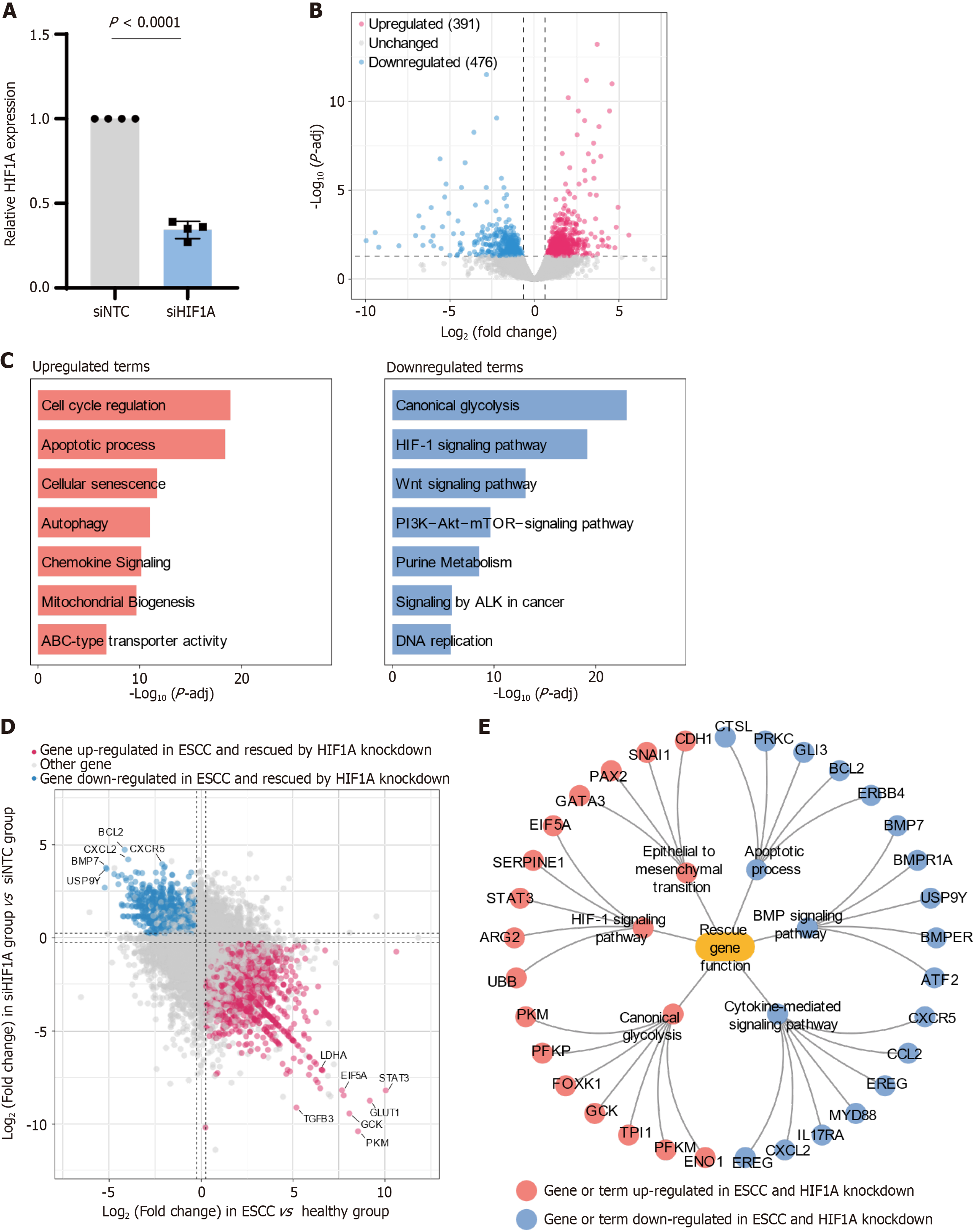 Hypoxia-inducible factor 1-alpha and lactate dehydrogenase-A axis in ...