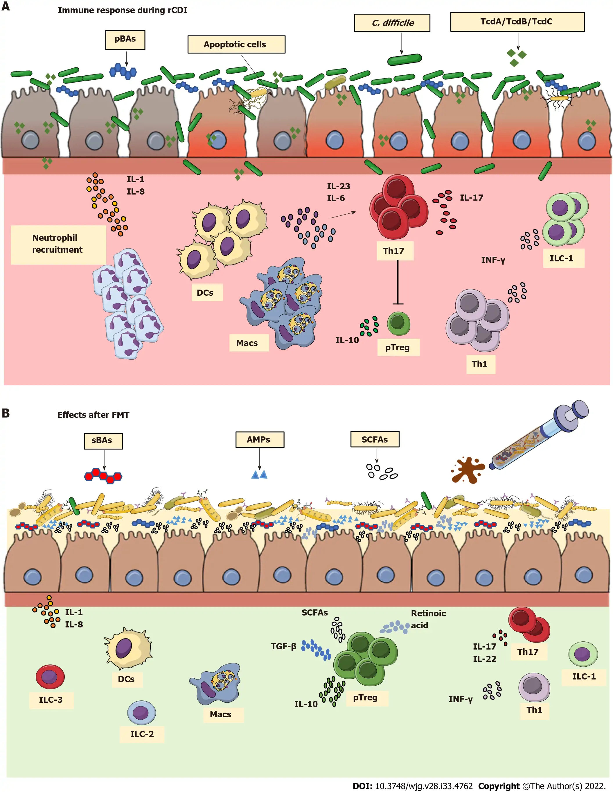 The Biochemistry of a C. difficile Infection – C. difficile Infection ...