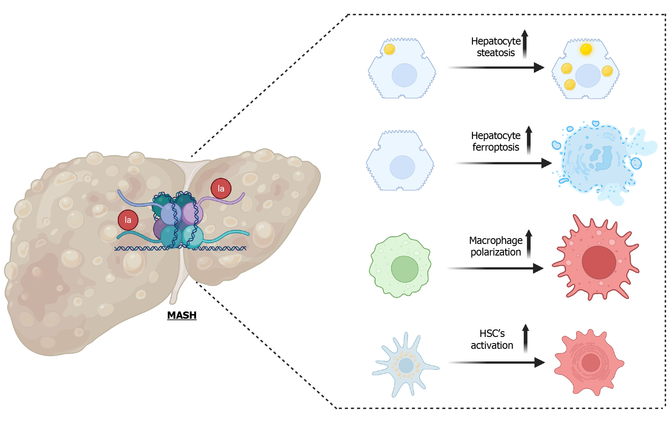 Histone lactylation: A key epigenetic modulator in the pathogenesis of ...