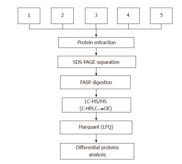 Aberrant DNA-PKcs and ERGIC1 expression may be involved in initiation ...