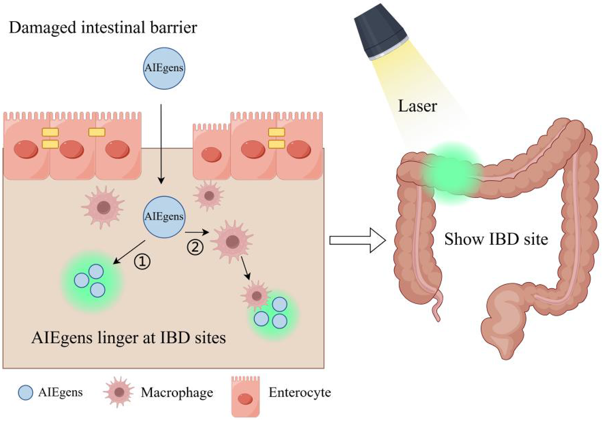Application of aggregation-induced emission materials in ...