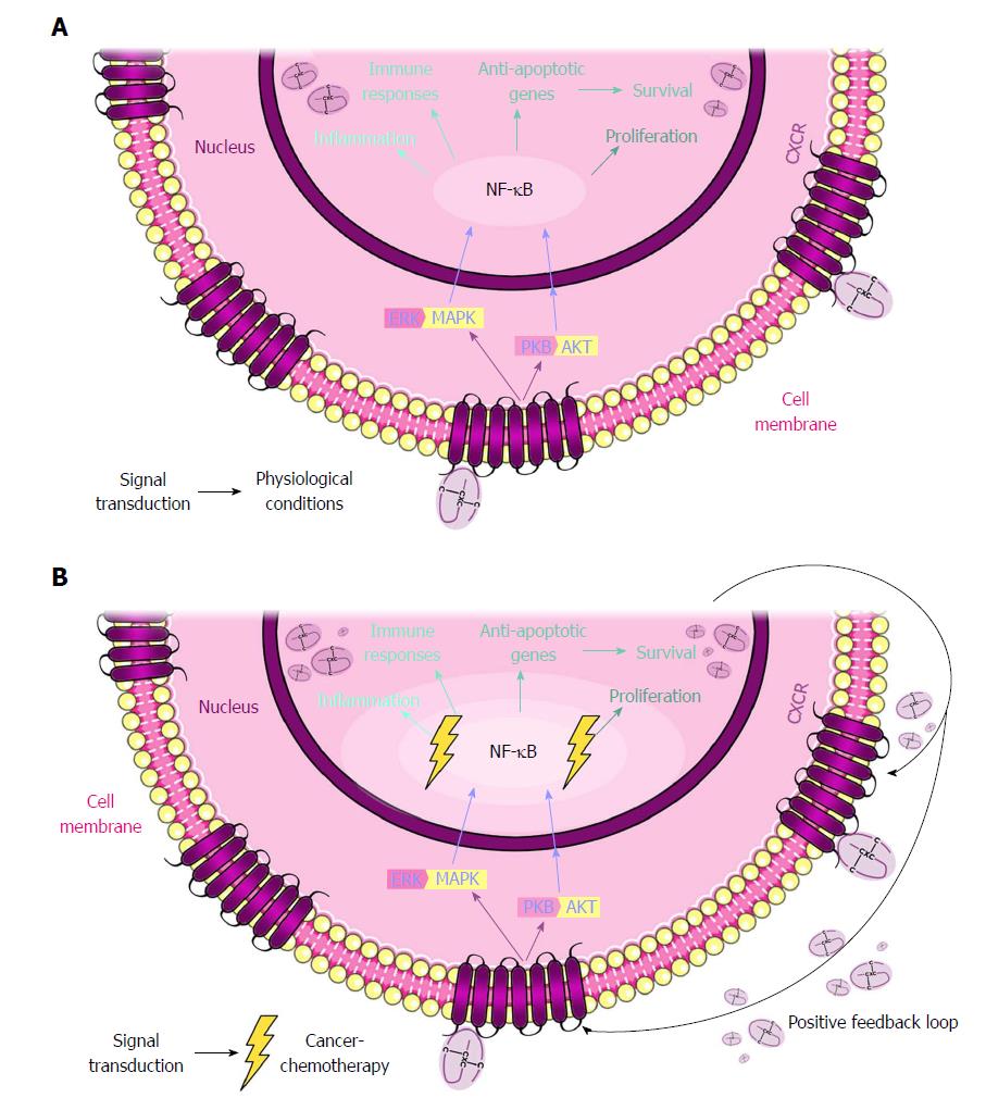 CXC family of chemokines as prognostic or predictive biomarkers and ...
