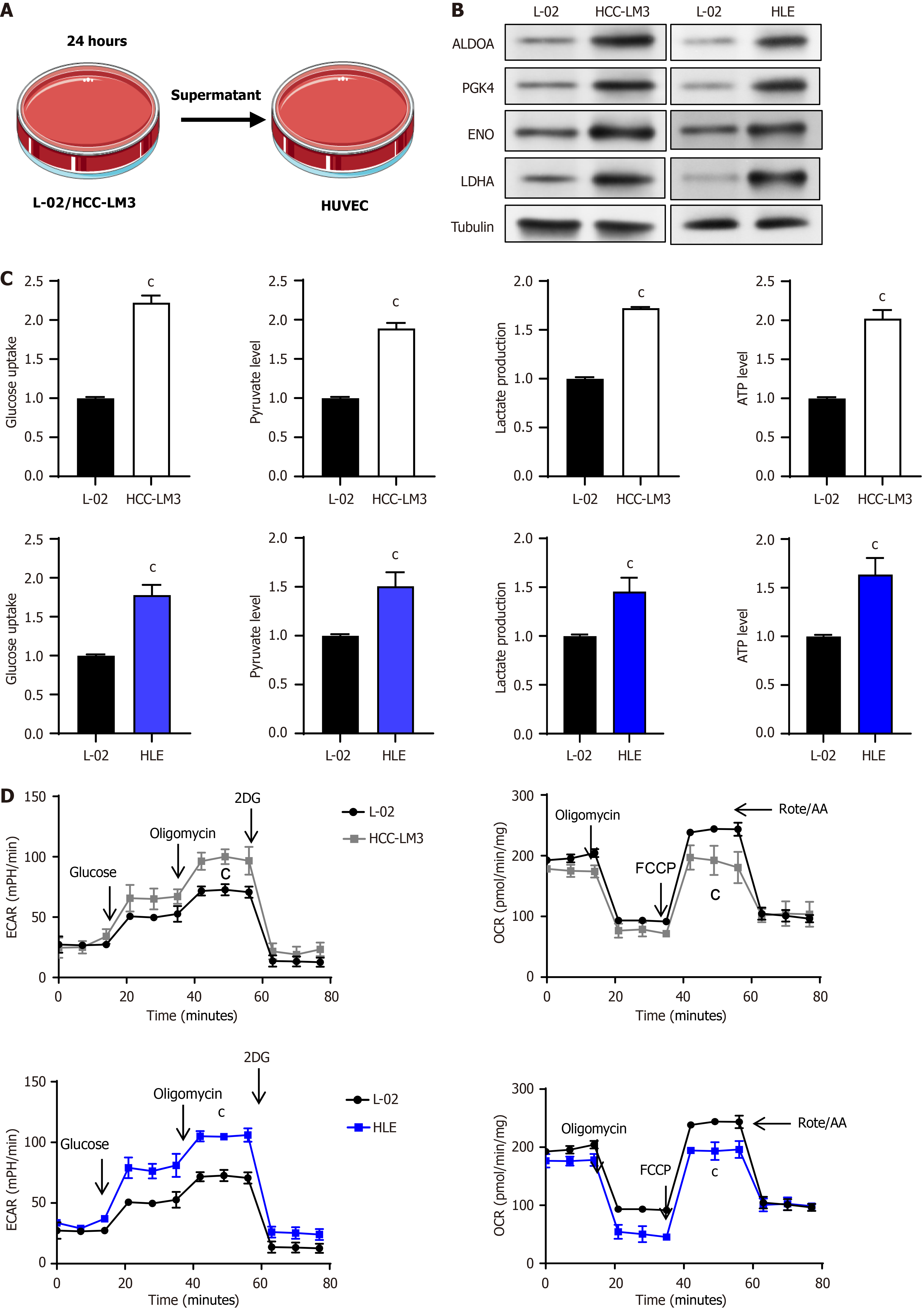 Apatinib regulates the glycolysis of vascular endothelial cells through ...