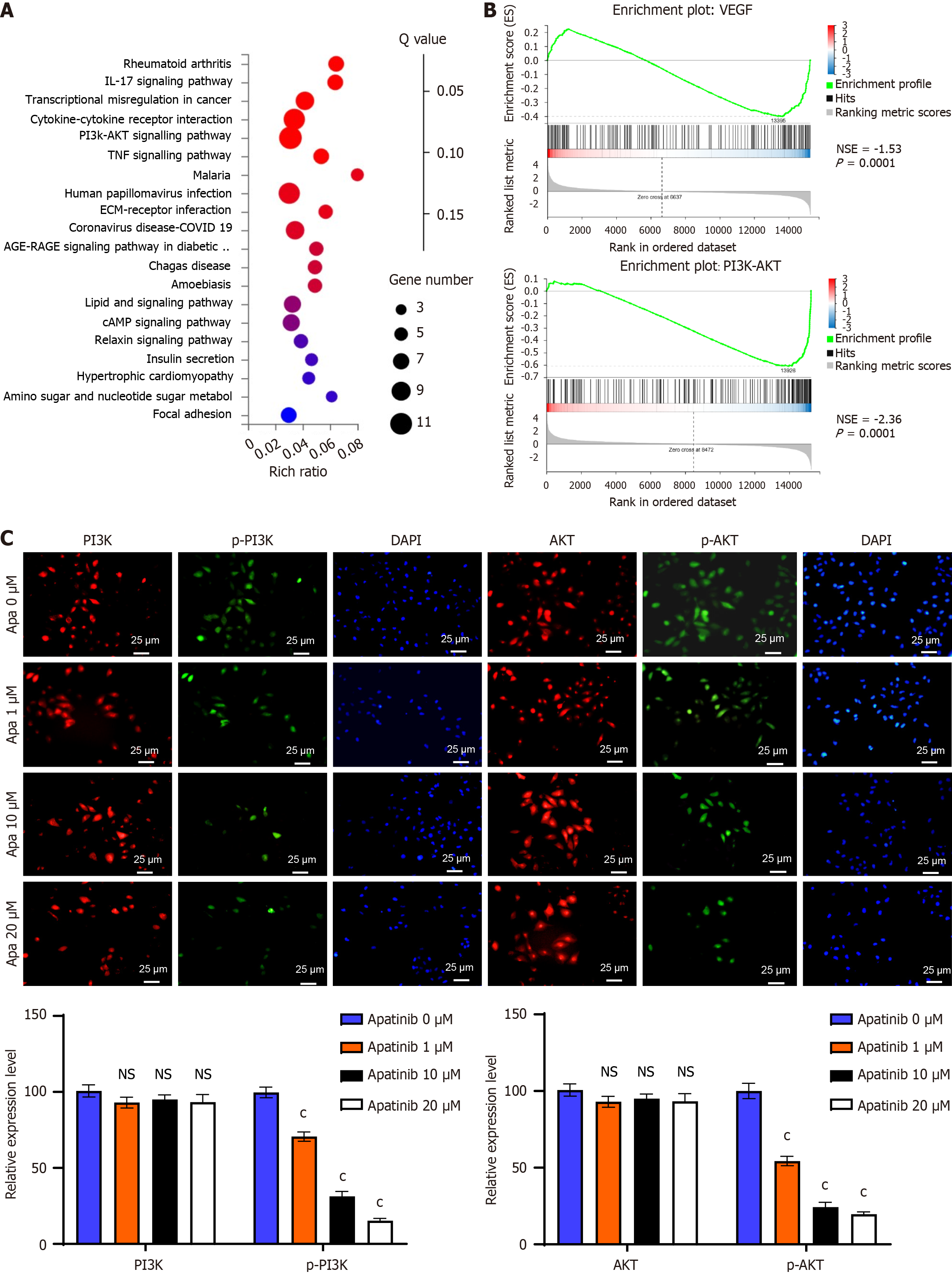 Apatinib regulates the glycolysis of vascular endothelial cells through ...